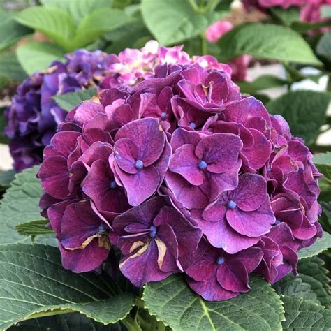 Hydrangea Wee Bit Grumpy Jardins Zeillinger Botanix