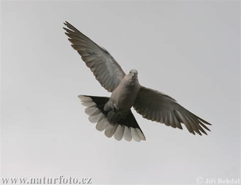 Streptopelia Decaocto Pictures Collared Dove Images Nature Wildlife Photos Naturephoto