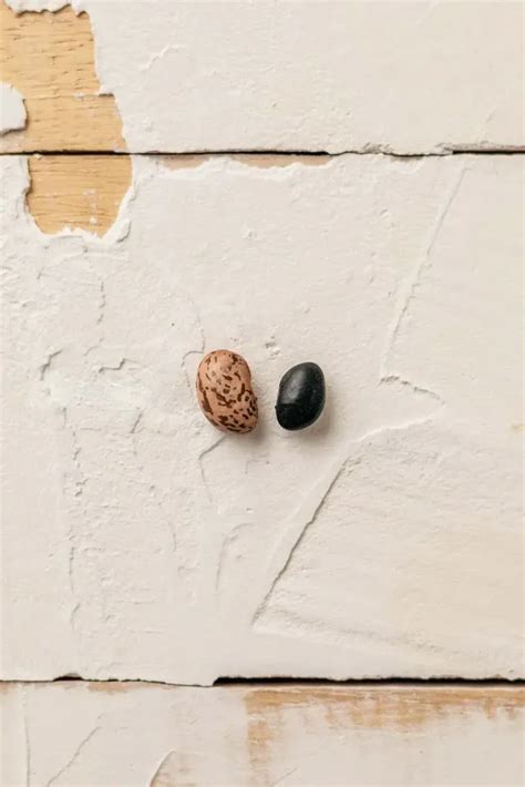 Black Beans Vs Pinto Beans What S The Difference Savory Suitcase