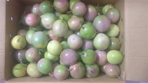 A Grade Pink Passion Fruit Packaging Size 10 Kg At Rs 120kg In