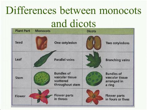 10 Examples Of Monocot Plants