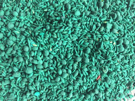 Panicum Maximum Diverse Ecological Solutions