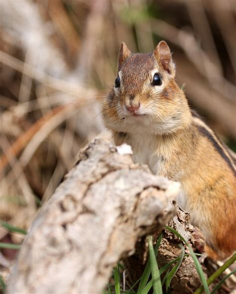 The Curious Chipmunk Wild Westhampton