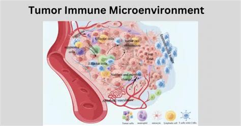 Exploring The Tumor Immune Microenvironment Key Insights And Therapies