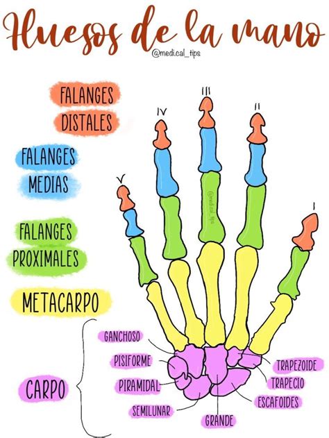 Huesos De La Mano Huesos Anatomia Anatomia Del Hueso Anatomia Y