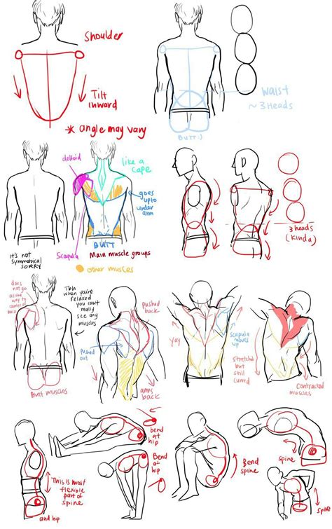 Figure Drawing Anatomy