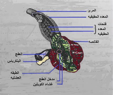 الجهاز الهضمي ألموقع ألعربي ألتعليمي للدواجن