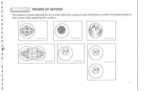 Answered Exercise 3 Phases Of Mitosis The Phases… Bartleby