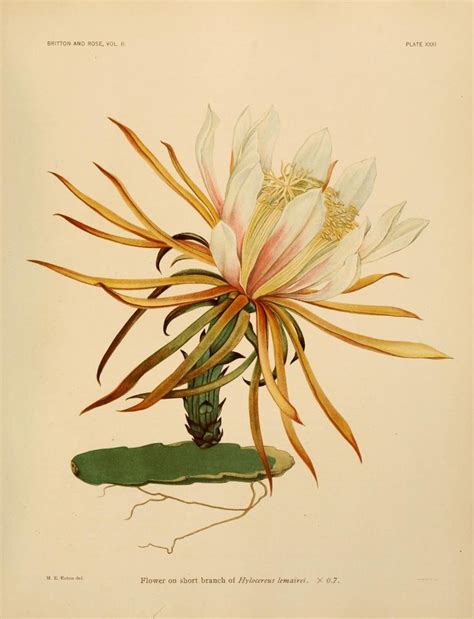 V2 The Cactaceae Biodiversity Heritage Library Botanical