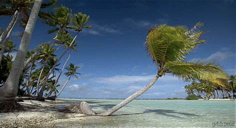 French Polynesia Bird Island Beautiful Nature Beautiful Beaches