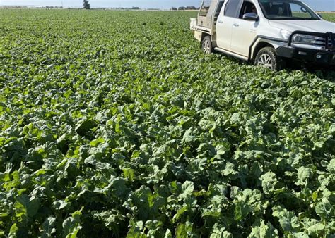 Fodder Crops Gambier Seeds