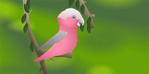 Css Art December Galah Days Of Summer Dev Community