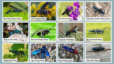 Blue Wasps Identification Types Sting And Behavior