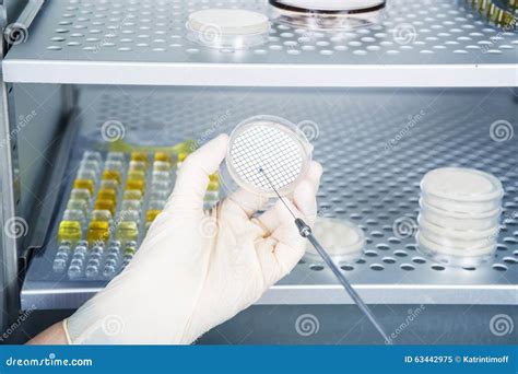 Inoculation Loops For Microbiology Culture And Colony Inoculation Of