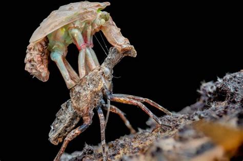 Nikon DSLR Error Codes Meanings Fixes Nature TTL