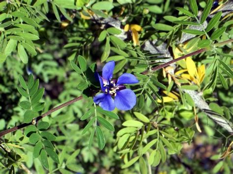 Sonoran Guayacán Guaiacum Coulteri Bold Violet Blue Flowers