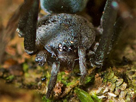 Molycria Burwelli Ausemade