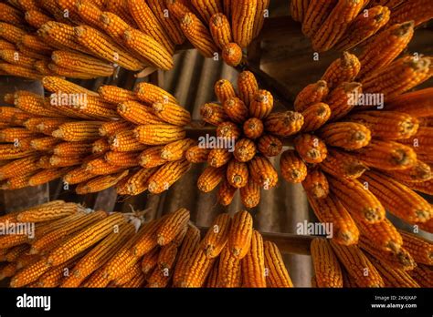 Dried Corn Hang On Ceiling Wooden Pavilion After Date Of Harvest Corn On A Fall Morning In Mu