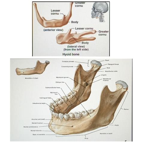 Infratemporal Fossa Flashcards Quizlet