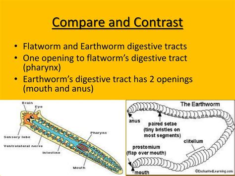 Ppt Flatworms Roundworms And Segmented Worms Powerpoint Presentation