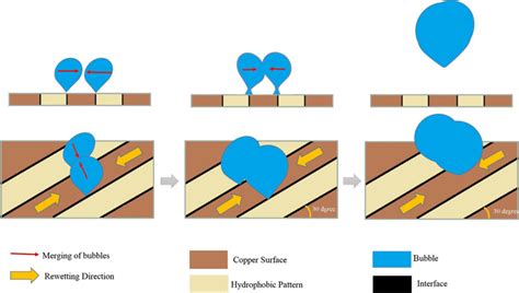Phenomenon Of The Inter Coalescence Of Bubbles For θ 30° Download Scientific Diagram