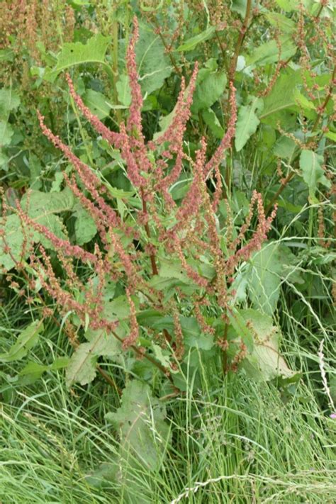 Broad Leaved Dock Naturespot
