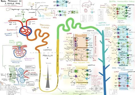 Pin By Diego Lara On Medicine Renal Physiology Physiology Basic