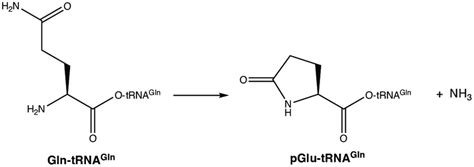 Spontaneous Cyclization Of Glutamine To Pyroglutamate This Reaction Download Scientific