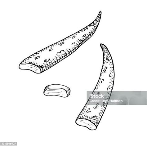 알로에 베라 잎과 슬라이스 벡터 그림 손으로 그린 윤곽선 흑백 즙이 많은 약초 알로에 단면 화장품 패키지 장식 배너를 위한 식물 도면 건강관리와 의술에 대한 스톡 벡터 아트