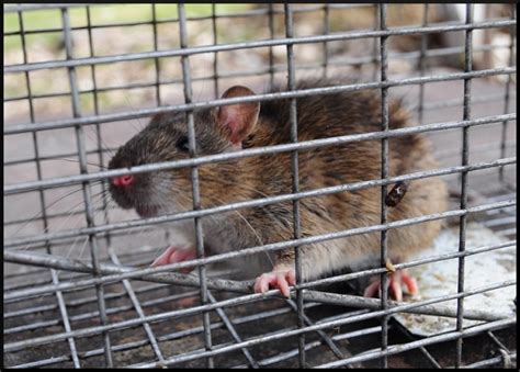 Norway Rat Control Critter Control Of Kaw Valley
