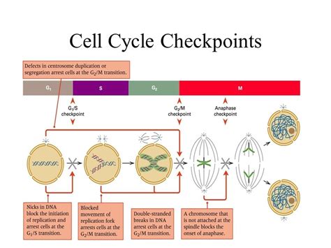Cell Cycle Checkpoints Graph
