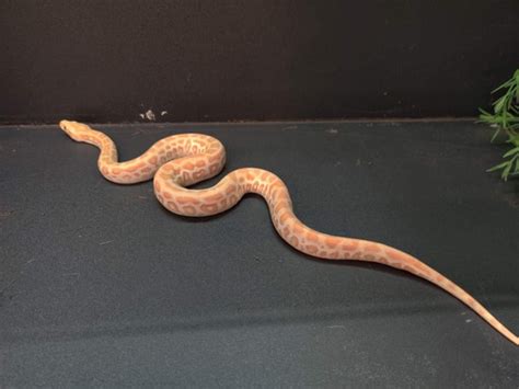 Pearl Burmese Burmese Python By Paradox Reptiles And Exotics