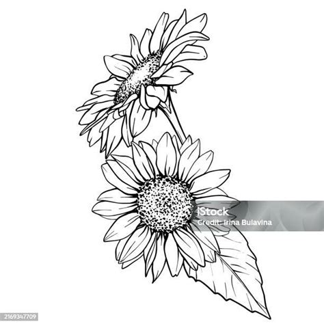 벡터 해바라기 그림입니다 라인 아트 스타일로 꽃꽂이 그리기 검은 잉크로 그린 식물 스케치 Hand Drawn Bouquet Graphics 요소 윤곽선 검은색에 대한 스톡