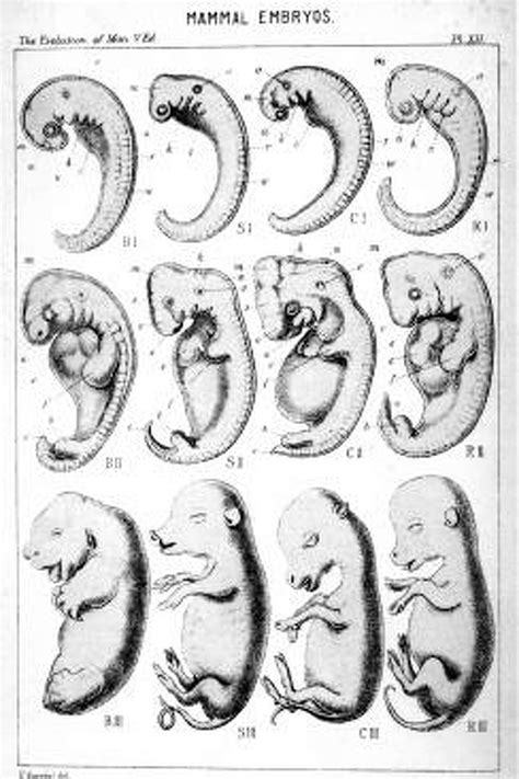 What Is Comparative Embryology
