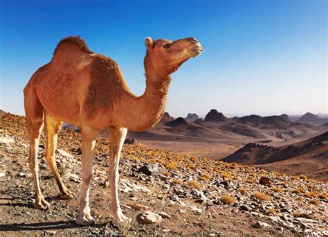 Symbolic Camel Meaning And More On Whats Your