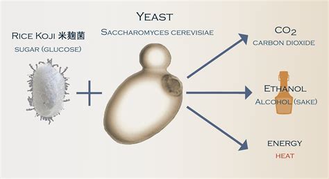 Yeast Diagram