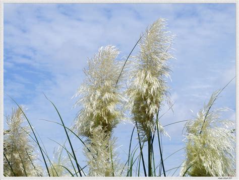 Papas Grass In The Sun Photograph By Linda Ebarb Pixels