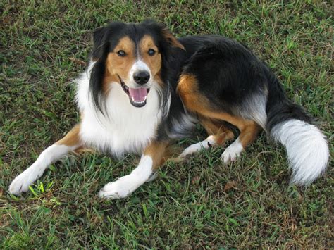 Black And Tan Variations English Shepherd Club