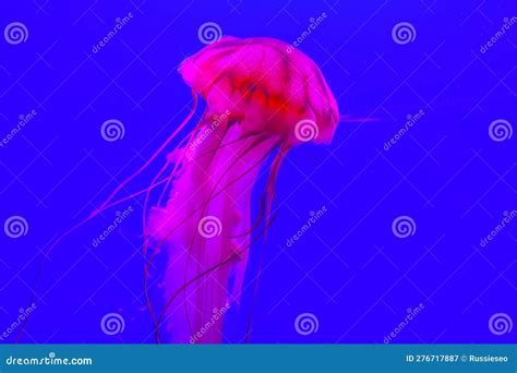 Chrysaora Achlyos Stock Image Image Of Pacific Blue 276717887