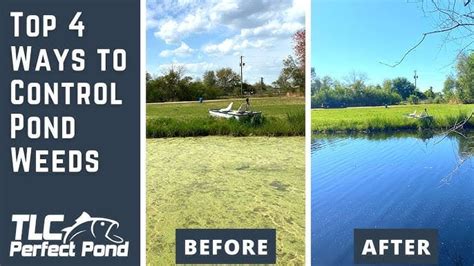 Top 10 Ways To Effectively Control Alligator Weed Alligator Weed
