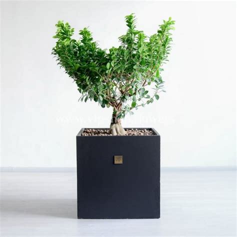 خرید و قیمت گل بونسای لیندا همراه با ارسال رایگان Vip