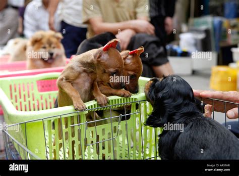 Dog Food Market In China At Robert Crain Blog