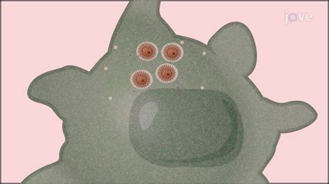 A Lactate Dehydrogenase Release Assay To Detect Cryptococcus Neoformans Infection In Macrophages