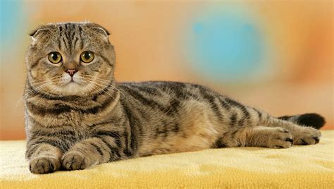 Gorgeous Ma Non Perfect Lo Scottish Fold Il Gatto Amato Da Ed Sheeran