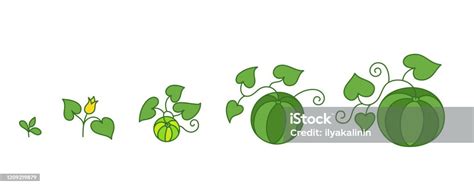수박 식물 성장 단계 숙성 기간 시트룰러스의 수명주기 등고선 녹색 선 벡터 인포그래픽 애니메이션 진행 개발 개발에 대한 스톡 벡터 아트 및 기타 이미지 Istock