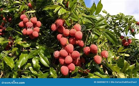Ripe Lychee Litchi Chinensis Bunch On The Tree Stock Image Image