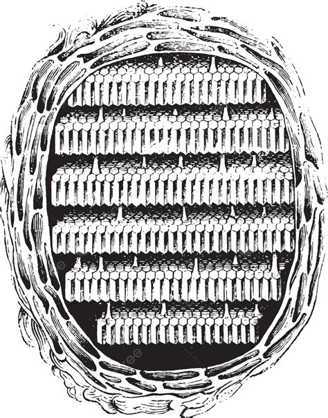 Wasp Nestvintage Engraving Structure Hexagon Antique Vector Structure
