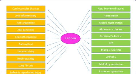 Pharmacological Properties Of Apigenin Download Scientific Diagram