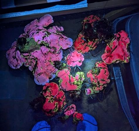 Golden Reishi Ganoderma Curtisii Mushrooms Of Nebraska