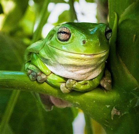 What Is A Green Tree Frogs Habitat At Lucile Hart Blog